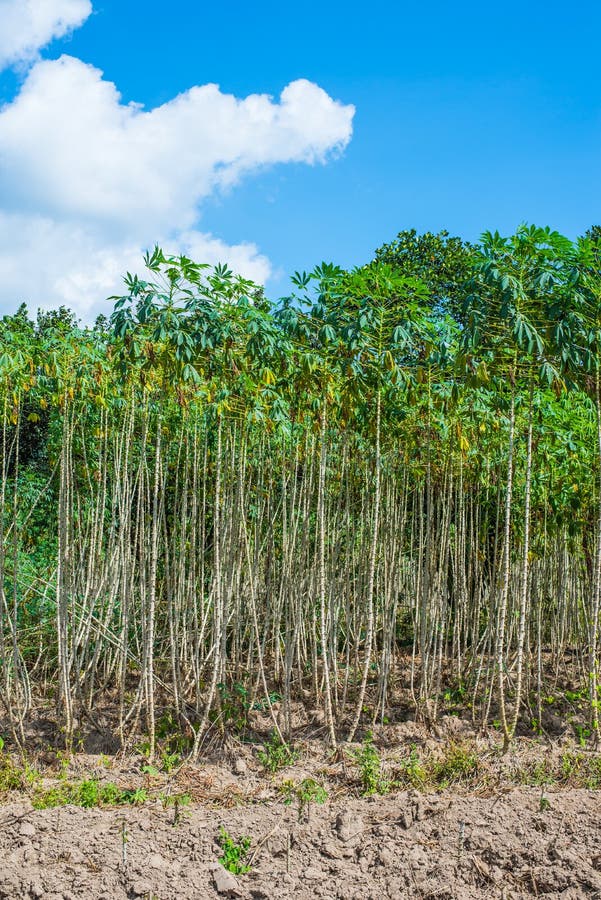 Champ De Plantation De Manioc Image stock - Image du champs, lame: 73711809