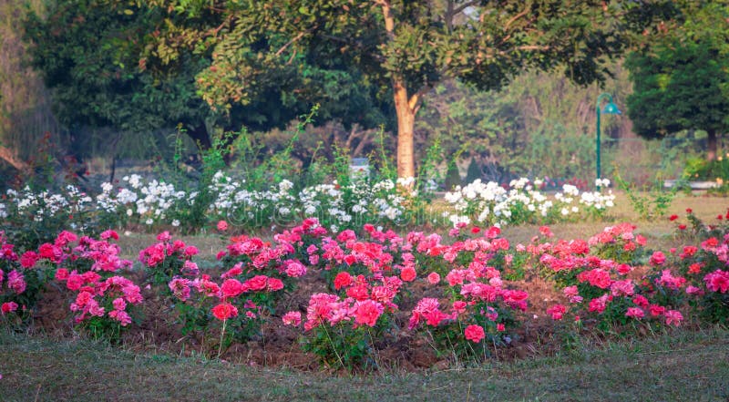 Champ De Rose De Rouge Photos Stock - Téléchargez 9,800 Photos libres ...