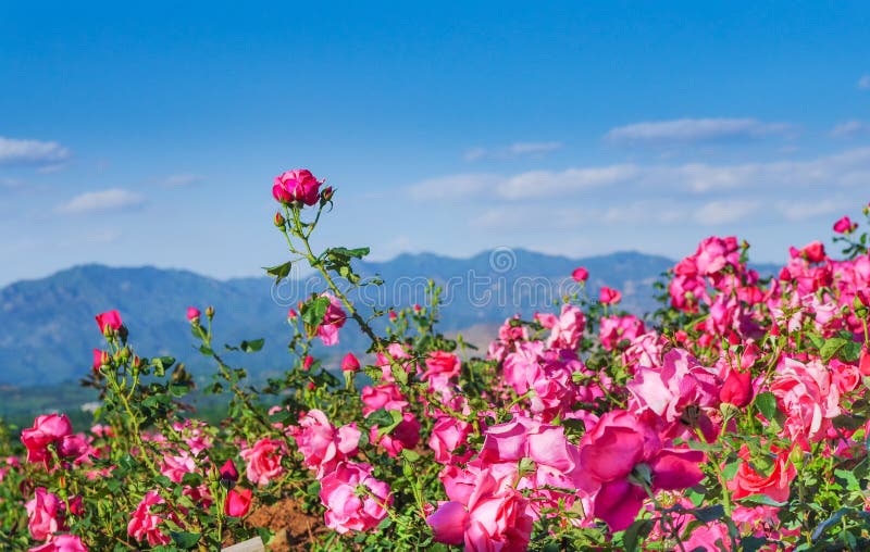 Champ de Rose photo stock. Image du beau, montagne, roses - 71522834