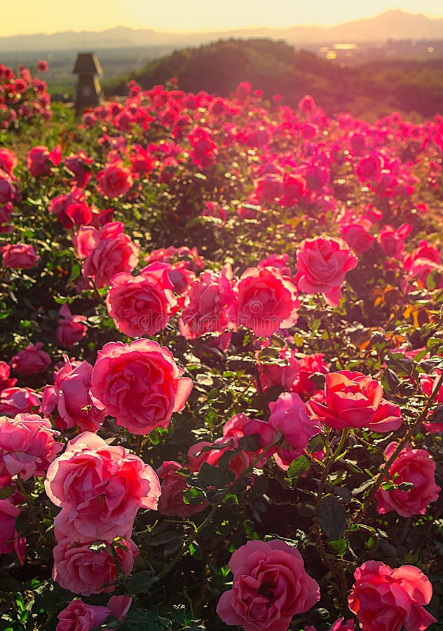 Champ de Rose image stock. Image du tarré, côte, fleur - 71522085