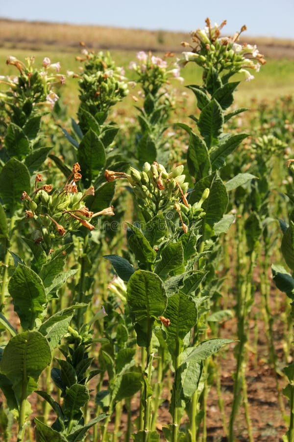 Champ de tabac photo stock. Image du cuba, vert, horizontal - 33365646
