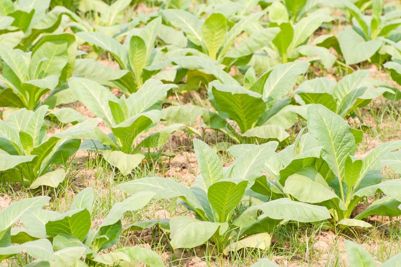 Plante de tabac photo stock. Image of plantations, collecte - 38729514