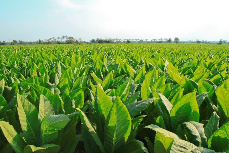 Tabac Photos Stock - Téléchargez 49,733 Photos libres de droits