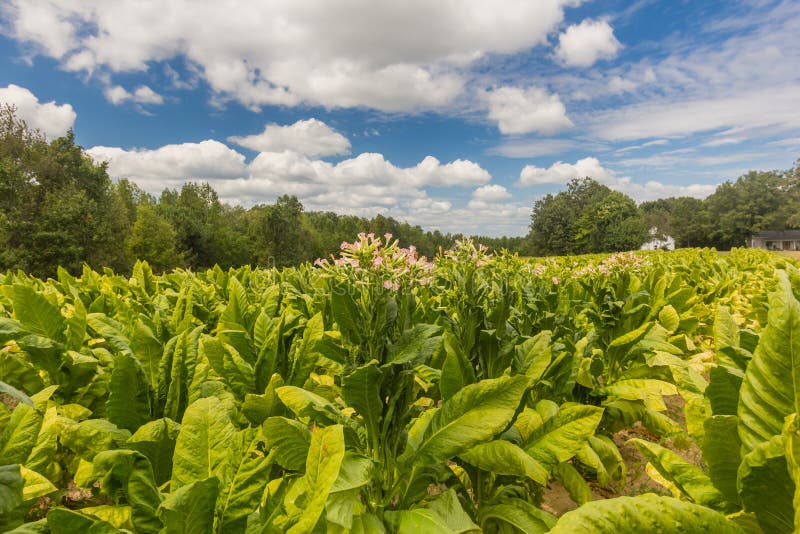 1,240 Photos de Champ De Tabac - Photos de stock gratuites et libres de ...
