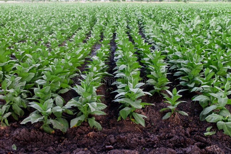 Champ De Tabac Au Nord Du Nicaragua Photo stock - Image du nicotine ...