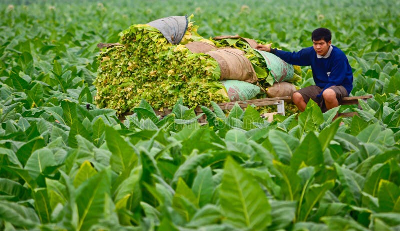 Champ De Tabac En Thaïlande Photo éditorial - Image du couleur, cigare ...