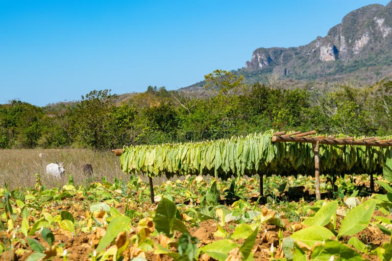 Champ De Tabac - Vallée De Vinales, Cuba Photo stock - Image du cigare ...