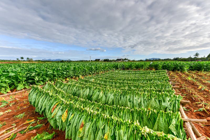 Champ De Tabac - Vallée De Vinales, Cuba Photo stock - Image du ...