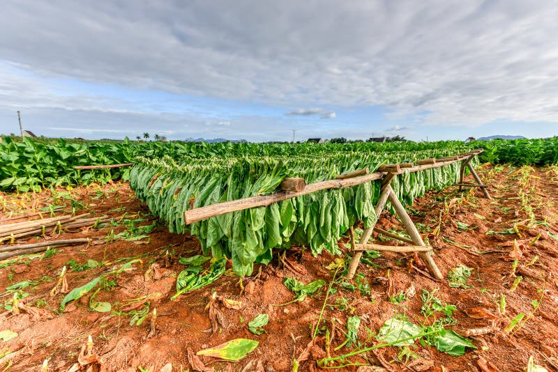 Champ De Tabac - Vallée De Vinales, Cuba Photo stock - Image du ...
