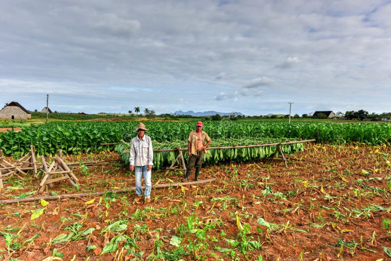 Champ De Tabac - Vallée De Vinales, Cuba Photo stock - Image du ...