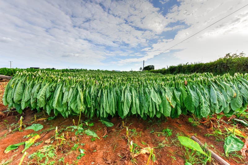 Champ De Tabac - Vallée De Vinales, Cuba Photo stock - Image du ...
