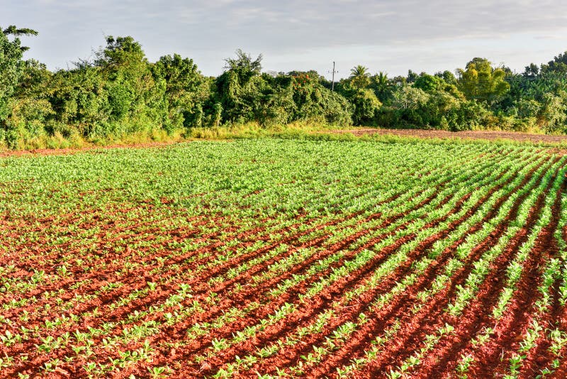 Champ De Tabac - Vallée De Vinales, Cuba Photo stock - Image du ...