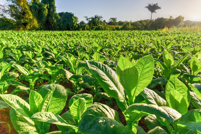 Champ De Tabac - Vallée De Vinales, Cuba Photo stock - Image du ...