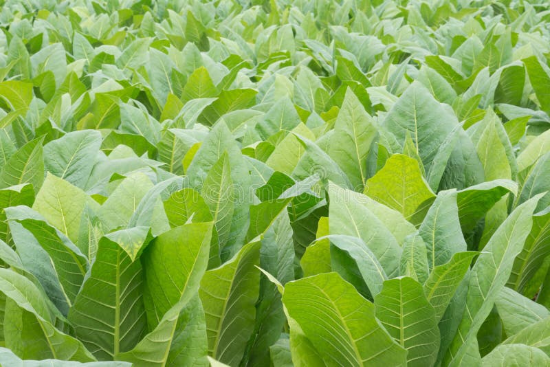 Feuilles De Tabac Vert Feuilles De Tabac SÃ©chÃ© Image stock - Image du ...
