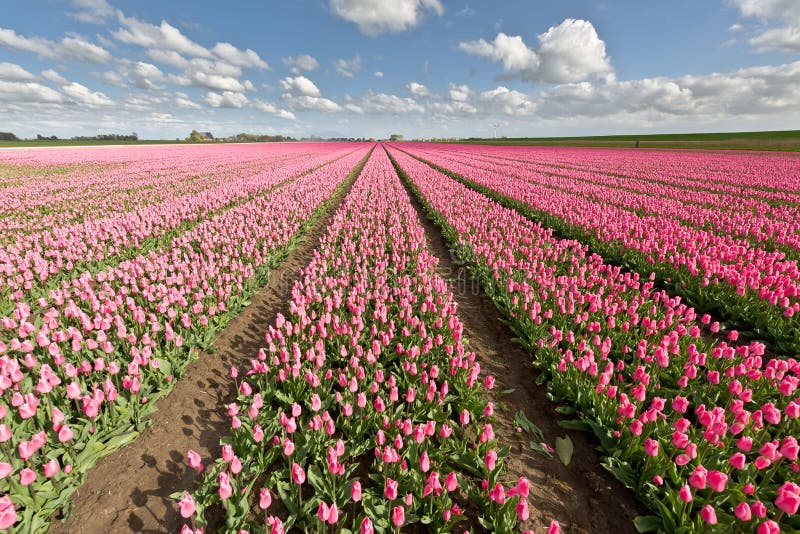 Champ De Tulipe Avec Le Ciel Bleu Photo stock - Image: 64244074
