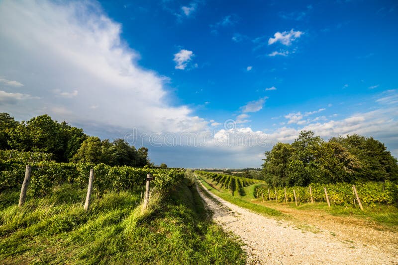 Champ De Vigne Dans La Campagne Italienne Photo stock - Image du vert ...