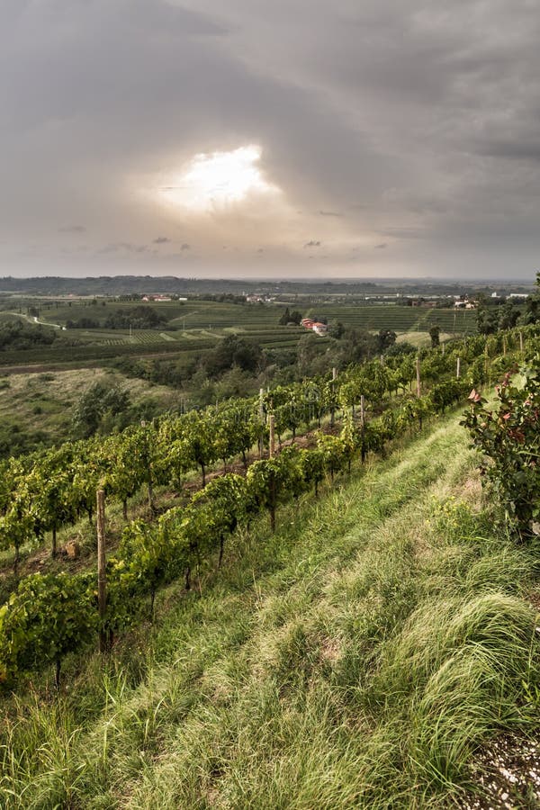 Champ De Vigne Dans La Campagne Italienne Image stock - Image du ...