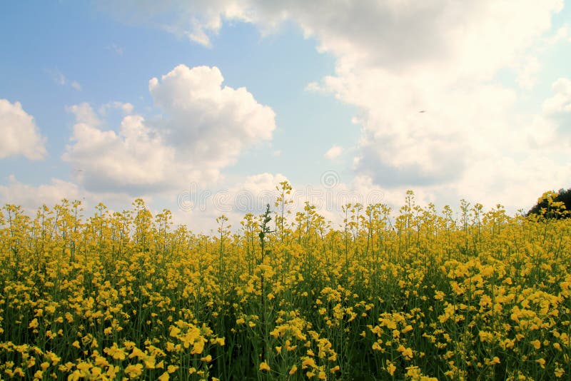 Champ Des Fleurs De Moutarde Photo stock - Image du fleurs, fond: 45710482