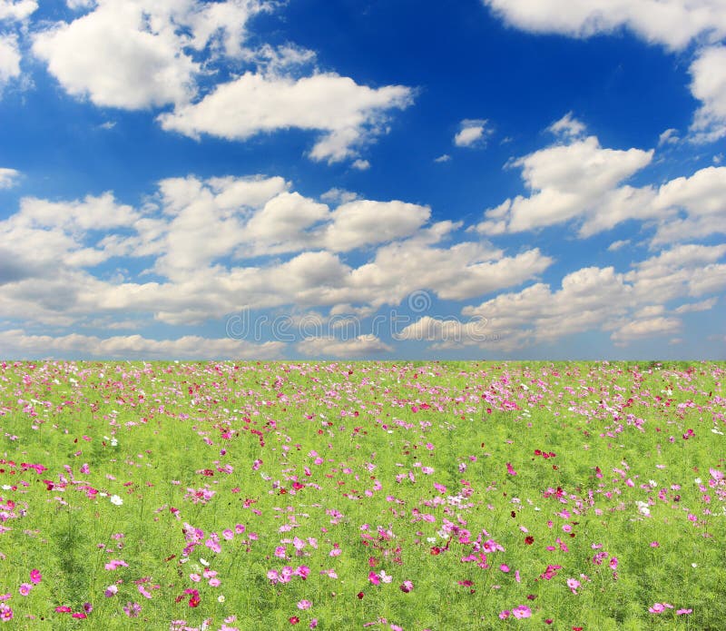 Champ Des Fleurs Et Du Ciel De Cosmos Photo stock - Image du caroline ...
