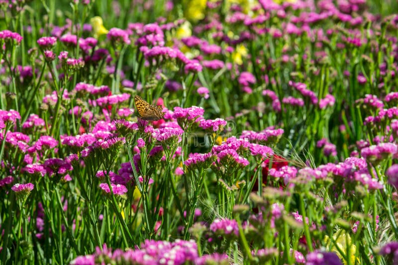 Champ Des Fleurs Roses Avec Le Papillon Image stock - Image du pétale ...