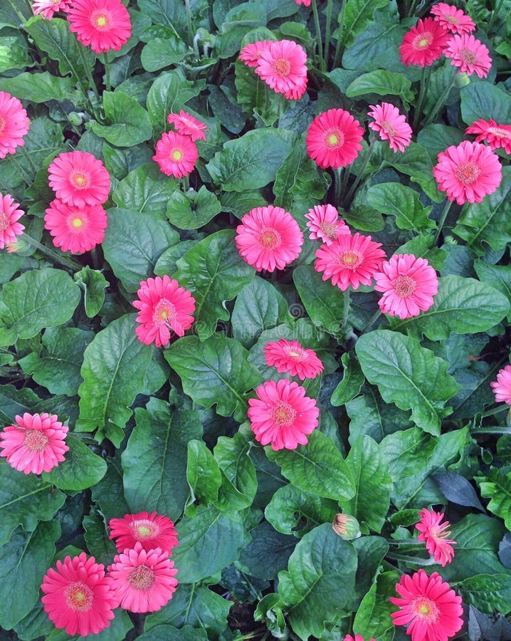 Fleur Rose De Gerbera Vue Du Dessous Photo stock - Image du centrales ...