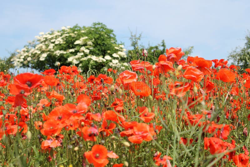 Champ Des Fleurs Rouges De Pavot Photo stock - Image du rural, scénique ...