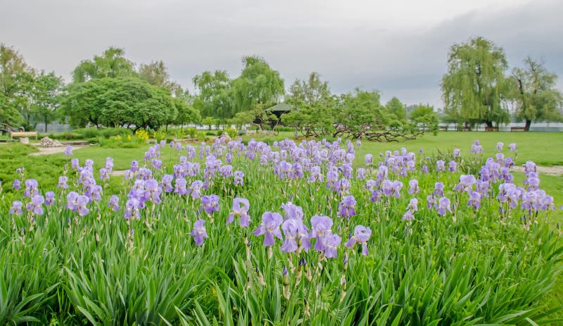 Champ Des Fleurs Violettes D'iris Photo stock - Image du lames, floral ...