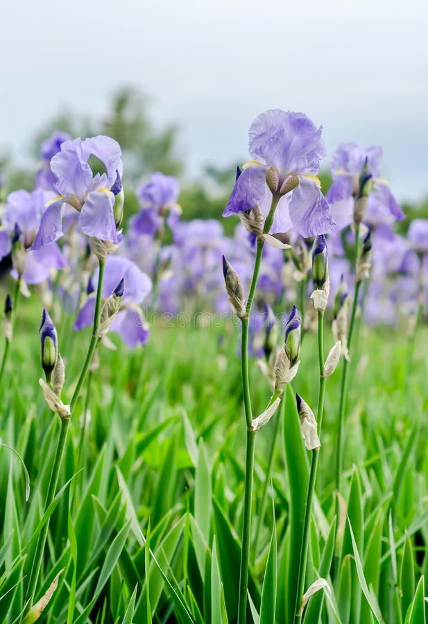 Champ Des Fleurs Violettes D'iris Image stock - Image du flore, vert ...