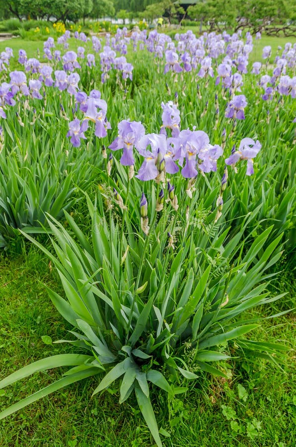 Champ Des Fleurs Violettes D'iris Photo stock - Image du détail, vert ...