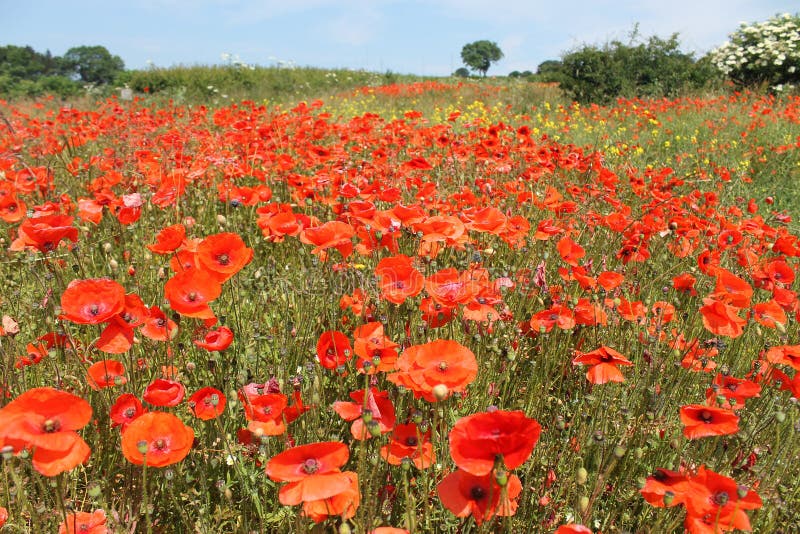 Champ Des Fleurs Rouges De Pavot Photo stock - Image du rural, scénique ...
