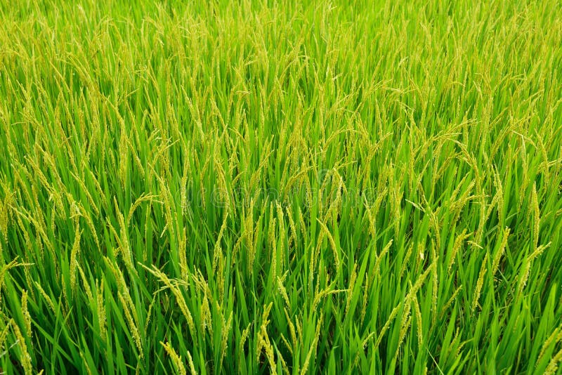 Riz De Maturation Dans Une Rizière Photo stock - Image du frais ...