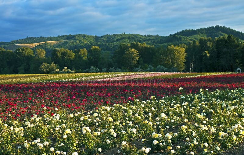 Champ de Rose photo stock. Image du beau, montagne, roses - 71522834