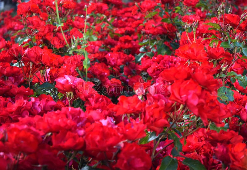 Champ Des Roses Rouges De Floraison Image stock - Image du roman, rouge ...