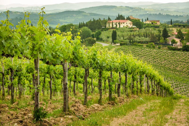 Champ Des Vignes Dans La Campagne De La Toscane Image stock - Image du ...