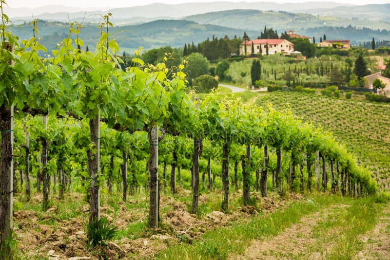 Champ Des Vignes Dans La Campagne De La Toscane Image stock - Image du ...