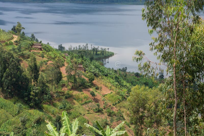 Champ En Terrasse Par Le Lac Ruhondo, Rwanda Image stock - Image du ...