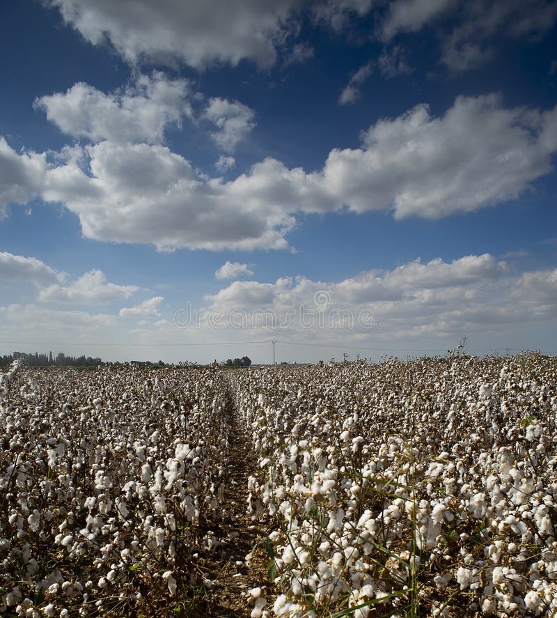 2,609 Champ De Coton Photos libres de droits et gratuites de Dreamstime