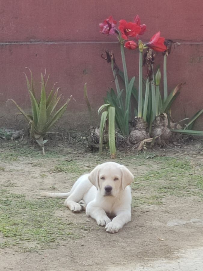Champ- the Labrador in Youtube Stock Image - Image of youtube, star ...