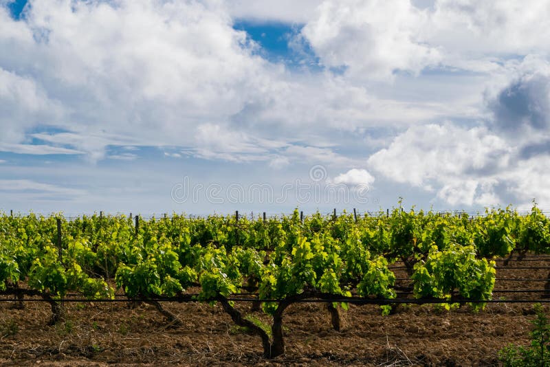Champ Ressort De Vignes De Premier En Catalogne Image stock - Image of ...