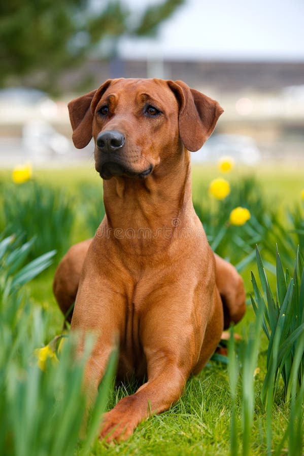 Champ Rhodesian Mignon Heureux De Chien De Ridgeback Au Printemps Image ...