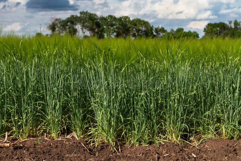 Champ vert d'orge image stock. Image du ferme, oreille - 55731975
