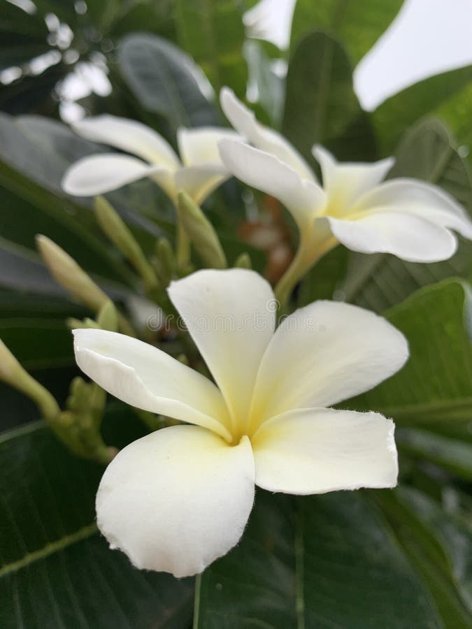 Champa Flower, Dork Champa in LAOS Stock Image - Image of bright ...
