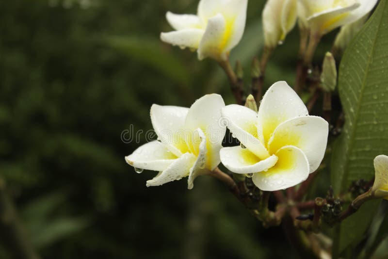 Red Dok Champa Flower Laos National Flowerd Ok Champa Laos Stock Photo ...