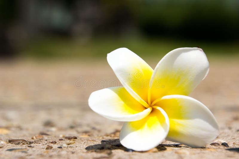 Champa stock photo. Image of plumeria, flower, laos, champa - 92544396