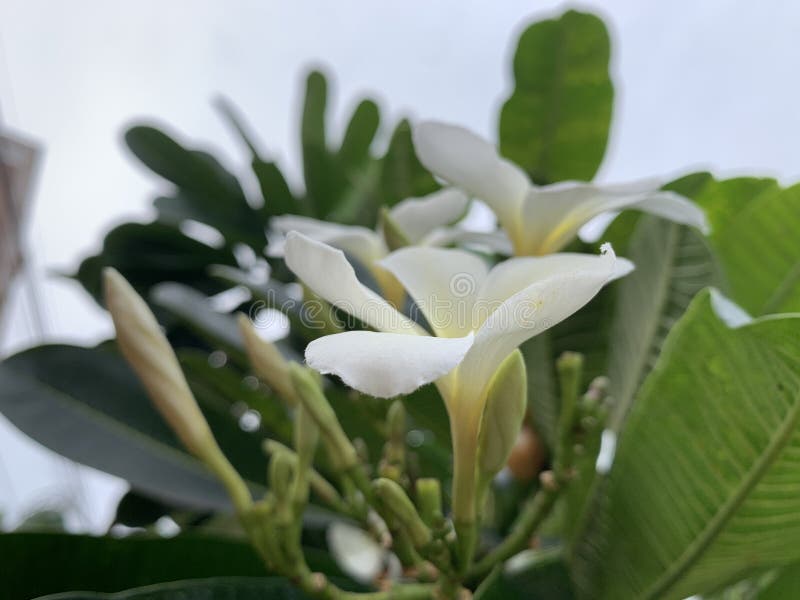 Champa Laos, Champa Flower, Dork Champa LAOS, CHAMPA Stock Photo ...
