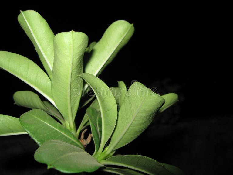 Champa tree stock image. Image of equilibrium, chlorophyl - 6563073