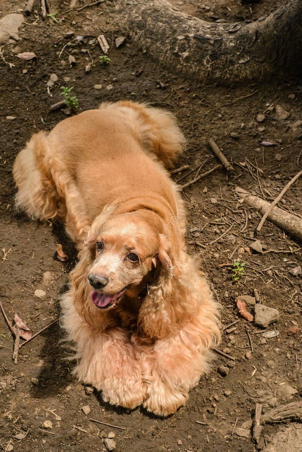 Champagne Cocker Spaniel stock photo. Image of champagne - 61782044