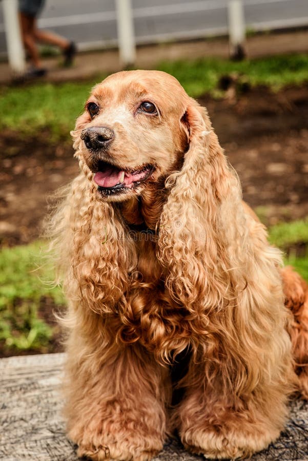 Champagne Cocker Spaniel stock photo. Image of tongue - 61780442