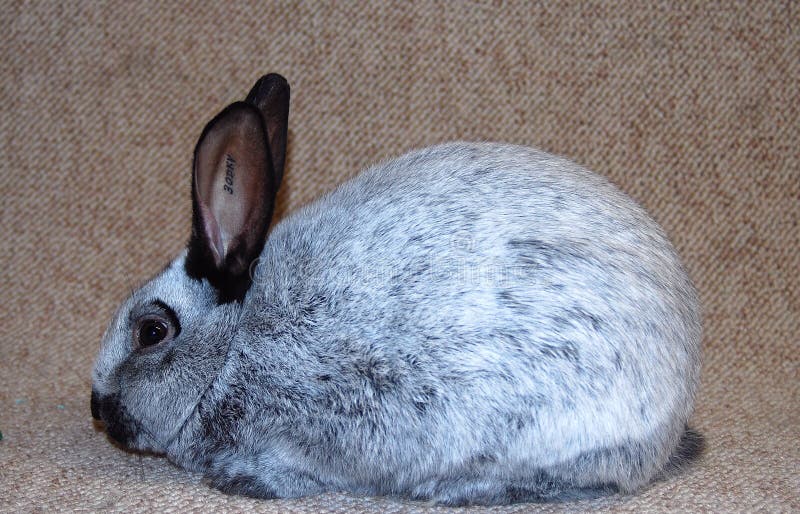 Champagne D Argent Rabbit stock photo. Image of mammals - 4573116