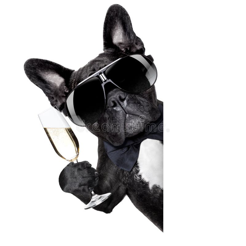 Champagne glass dog stock image. Image of champagne, party - 44068877